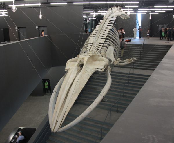 L'esquelet de la balena de 20 metres varada a l'Escala el 1862 ...