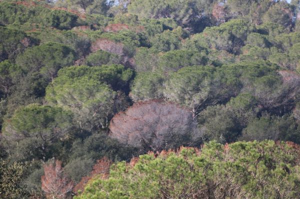 La sequera converteix les Gavarres en un polvorí ple d'arbres morts ...